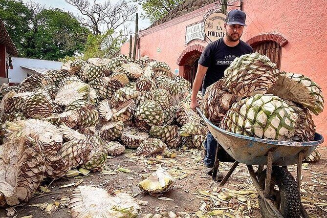 Private One Day Adventure Tour in Tequila and La Fortaleza Distillery - A Closer Look at the Experience