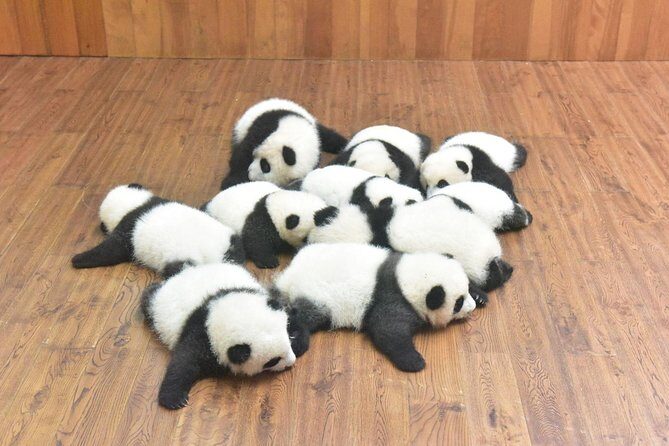 Private One Day Chengdu Panda Tour and Chengdu City visiting - An In-Depth Look at the Tour Itinerary