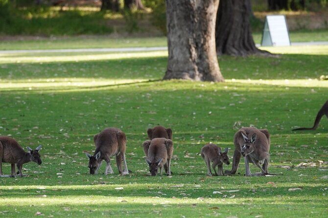 Private One Day Perth Tour - The Review from Past Travelers