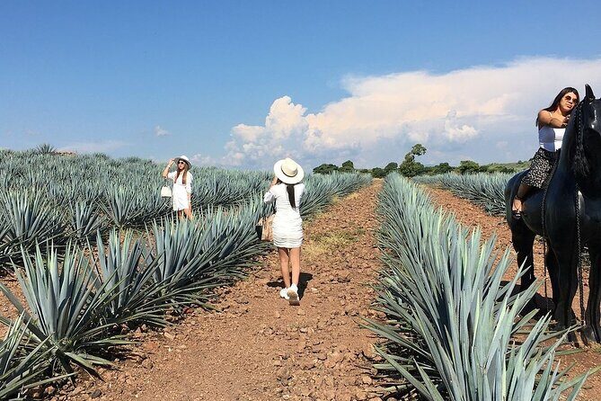 Private One Day Tour in Los Guachimontones and José Cuervo Tequila - Practical Details and What to Expect