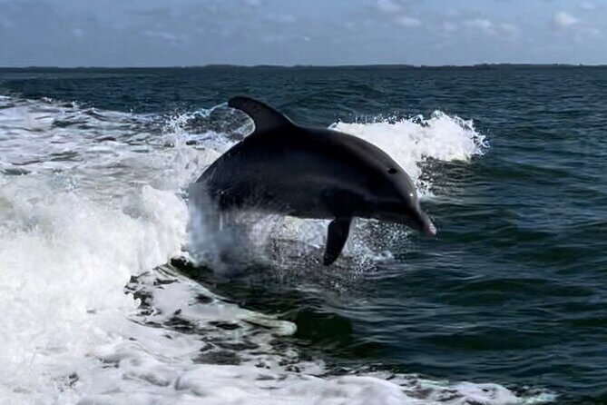 Private ONLY Dolphin Boat Tours - What’s Included & What’s Not