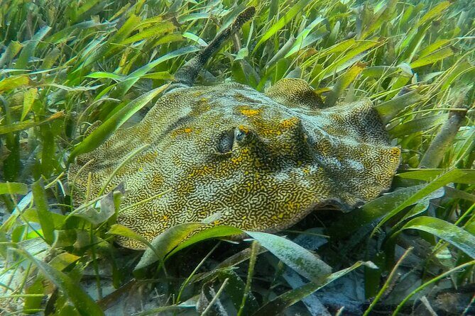 Private (only you) Reef Snorkeling in Puerto Morelos 2x40 minutes - An Authentic Look at the Puerto Morelos Reef Snorkeling Tour