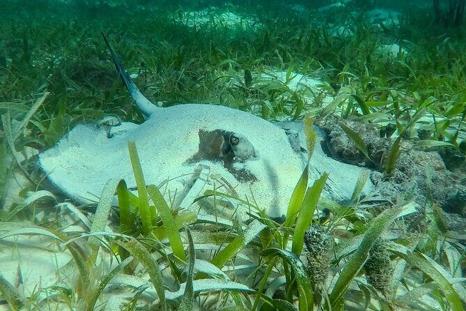 Private (only you) Reef Snorkeling in Puerto Morelos 2x40 minutes - FAQs