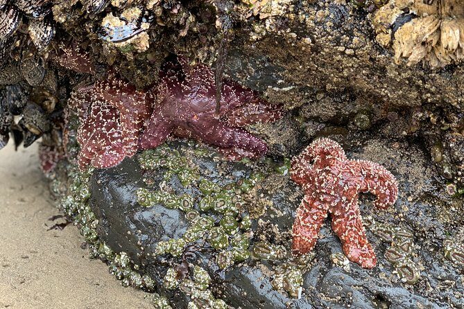 Private Oregon Coastal Tour to Cannon Beach and Haystack Rock - An In-Depth Look at the Itinerary