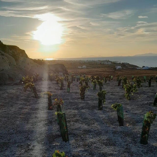 Private organic vineyard visit with liqueur tasting - FAQ