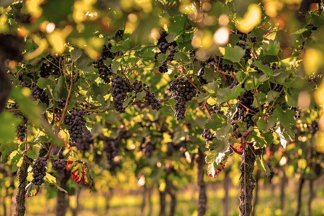 Private: Outdoor Escape Game Tuniberg: Eduardo & the Wine Secret - Authentic Feedback from Participants