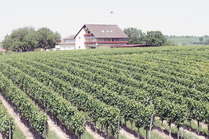 Private: Outdoor Escape Game Tuniberg: Eduardo & the Wine Secret - Why This Tour Works Well