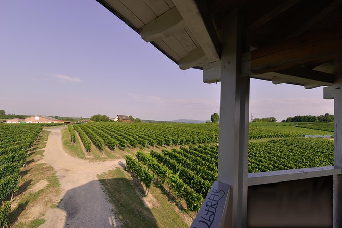 Private: Outdoor Escape Game Tuniberg: Eduardo & the Wine Secret - The Sum Up