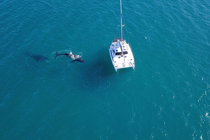 Private Overnight Skippered Humpback Whale Watch Experience - What Makes This Tour Special?