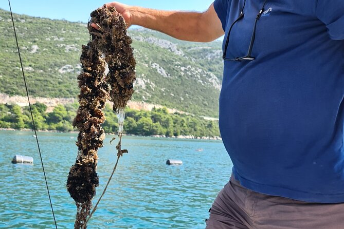 Private Oyster and Wine Tasting Day Trip along Peljesac - Who Will Love This Tour?