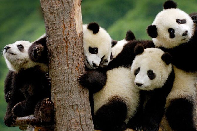 Private Panda Base and Leshan Buddha Day Tour from Chongqing - Why This Tour Offers Good Value