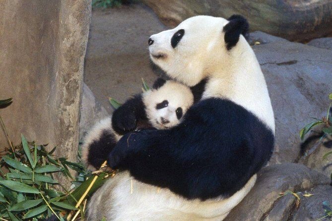 Private Panda Base and Leshan Buddha Day Tour from Chongqing - Who Will Love This Tour?