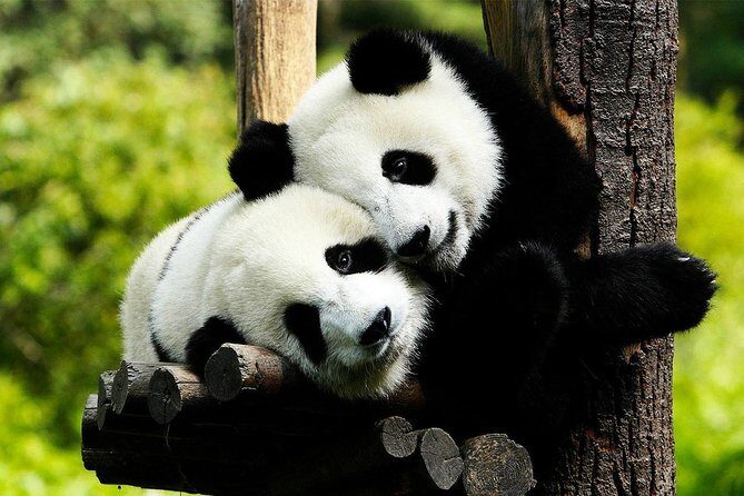 Private Panda Base and Leshan Buddha Day Tour from Chongqing - Final Thoughts