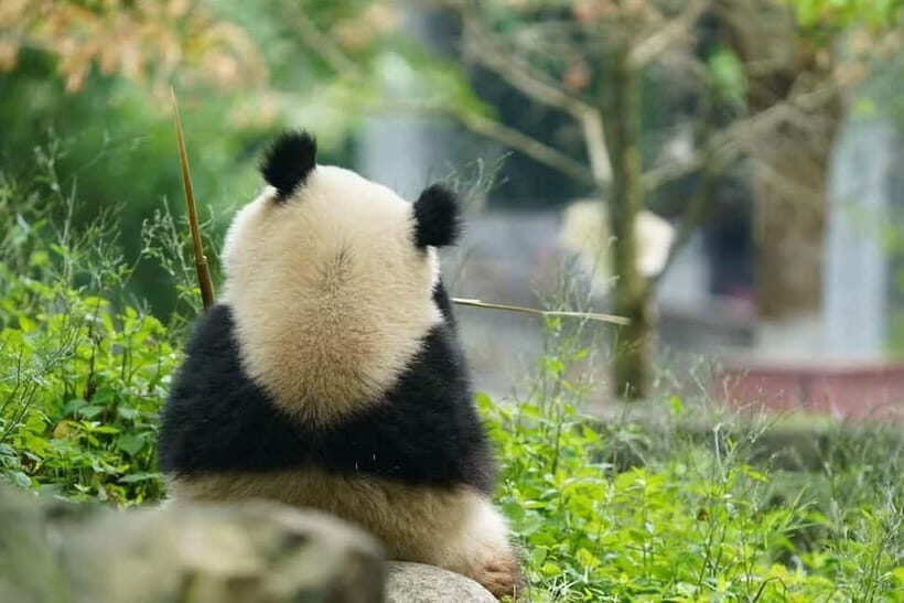 Private Panda Volunteering & Learning Tour | Wolong Base - A Closer Look at the Wolong Panda Experience