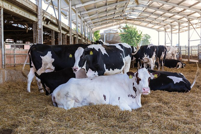 Private Parmigiano Balsamic Parma Ham and Wine Tasting Tour - Booking and Cancellation Policies