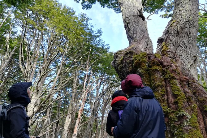 Private Patagonian Forest Hike in Punta Arenas: 4 Hour - Hiking Through Magallanes National Reserve
