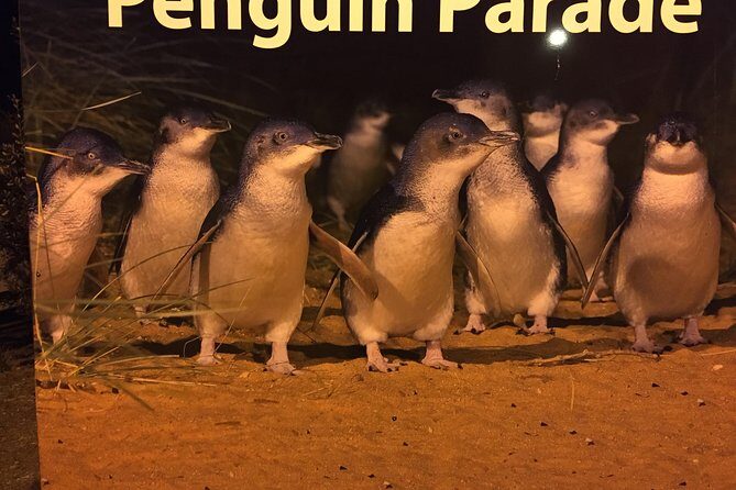 Private Penguin Tour includes Tour Guide & Penguin Plus Tickets - Key Points: