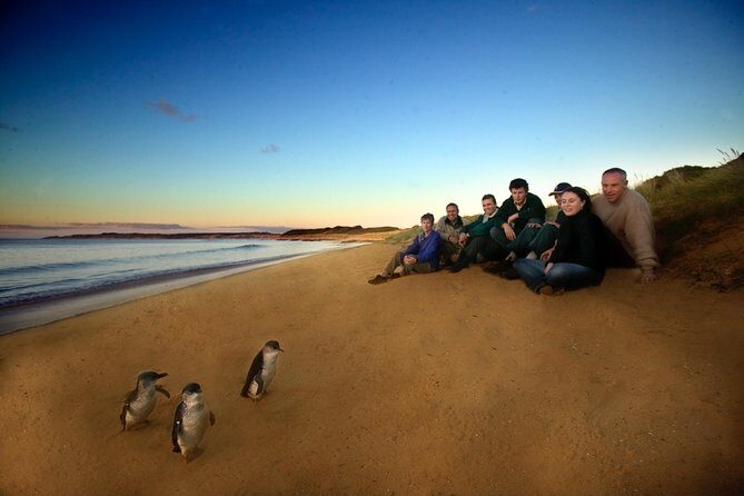 Private Phillip Island Day Trip from Melbourne Including Penguin Parade Premium Viewing - An In-Depth Review of the Private Phillip Island Experience