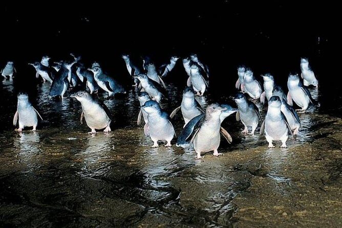 Private Phillip Island Penguin Parade Tour - Introduction