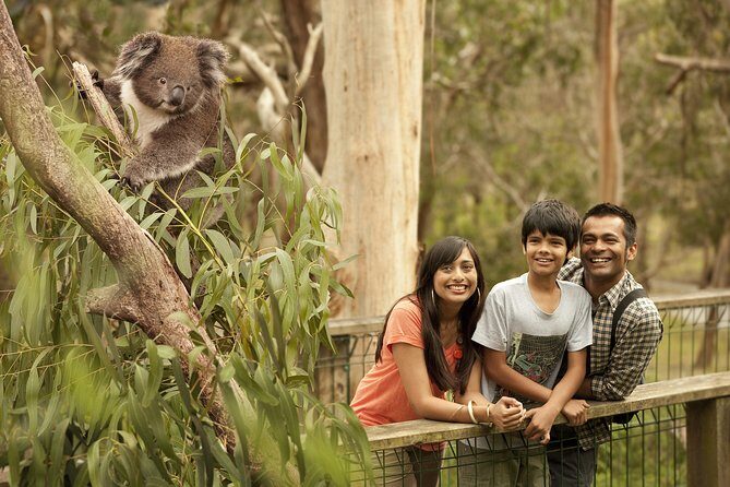 Private Phillip Island Penguin Parade Tour - Authentic Experiences and Reviewer Insights