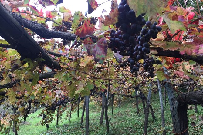 Private Pompeii and Herculaneum Day Tour With Pick up - Exploring Pompeii: A Frozen Moment in Time