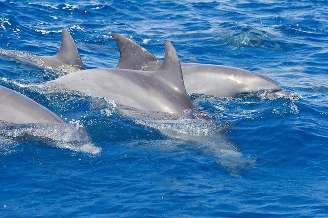 Private Port Stephens Day Trip from Sydney incl Dolphin Cruise - Exploring the Private Port Stephens Day Trip from Sydney with Dolphin Cruise