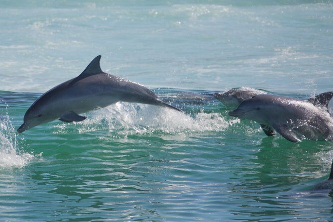 Private Port Stephens Day Trip from Sydney incl Dolphin Cruise - Practical Tips for Travelers