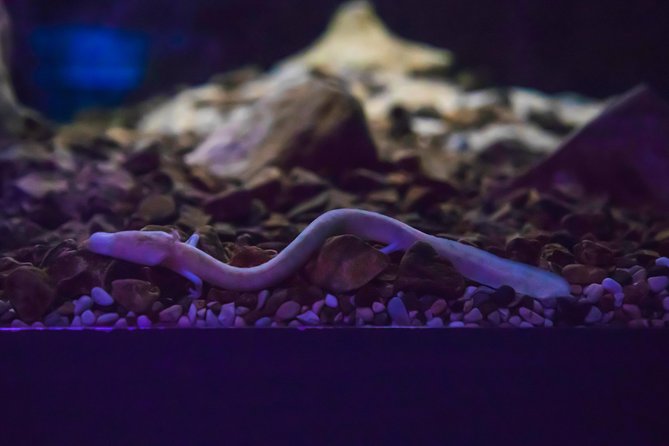 Private Postojna Cave & Predjama Castle Tour from Ljubljana - Who Should Consider This Tour?