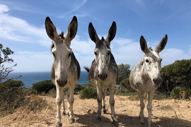 Private Prehistoric and Ancient Tour in Strait Natural Park - An In-Depth Look at the Tour Experience