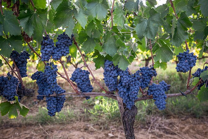 Private Premium Brunello Wine Tasting Tour & Food Pairing - Timing and Practicalities