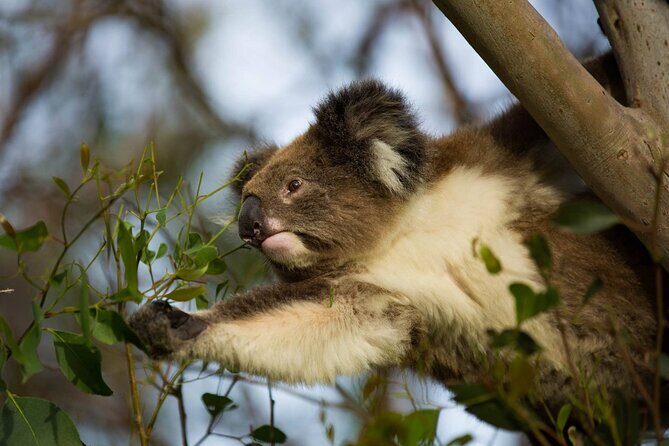 Private Premium Great Ocean Road with Lunch & Wildlife spotting - Introduction: What’s This Tour All About?