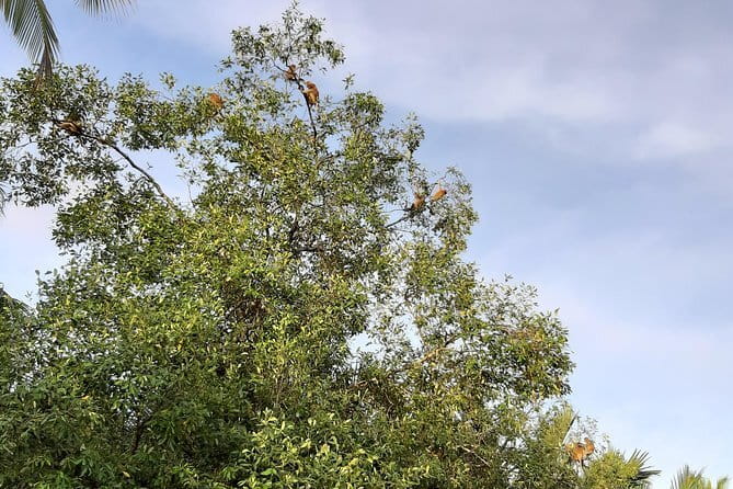 Private Proboscis Monkey Tour - Why This Tour Works Well