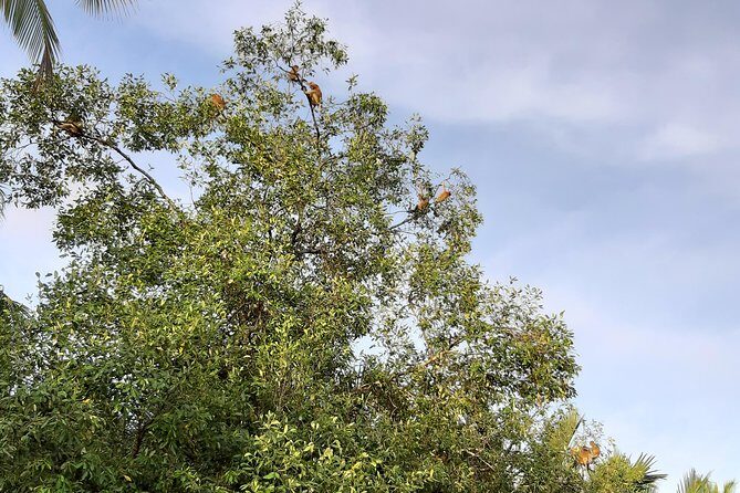 Private Proboscis Monkey, Water Village & Bandar by Night Tour - The Sum Up