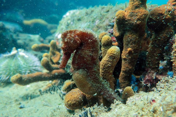 Private Program for Accredited Diver in Búzios - Dive Site Highlights