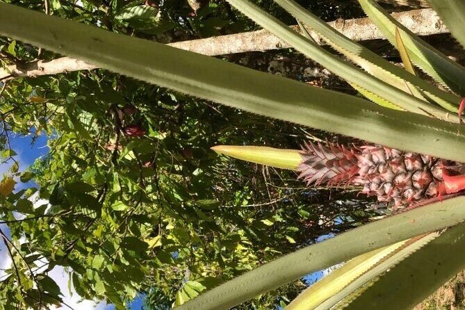 Private Punta Cana Beyond-the-Resort Local Life Tour - What the Reviews Say