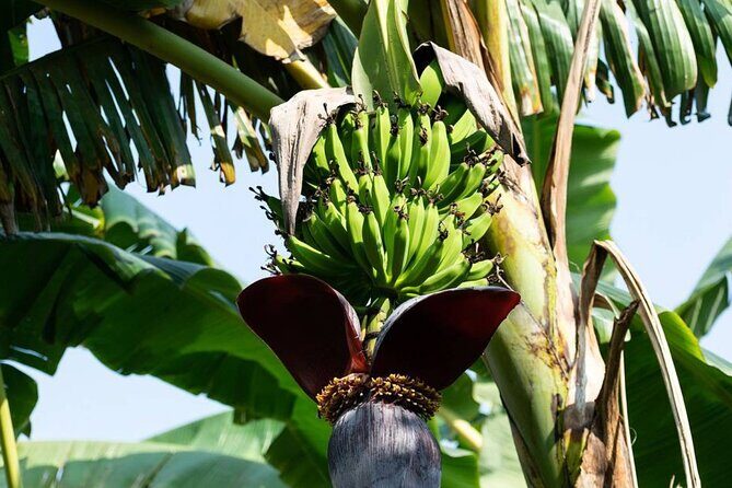 Private Punta Cana Beyond-the-Resort Local Life Tour - Who Is This Tour Best For?