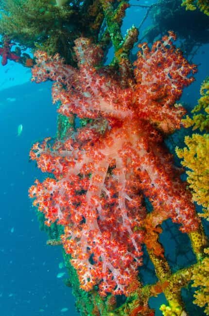 Private: Punta Cana: Reef Diving Adventure with Hotel Pickup - Key Points