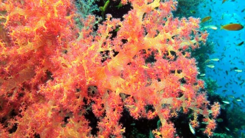 Private: Punta Cana: Reef Diving Adventure with Hotel Pickup - Who Will Love This Experience?