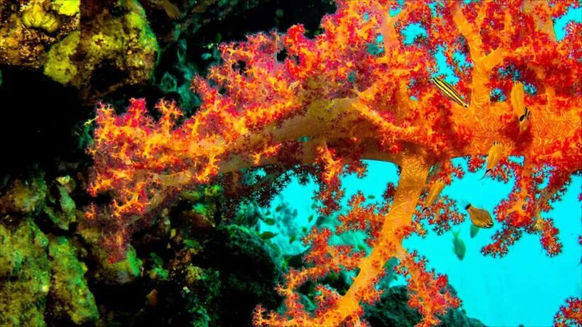 Private: Punta Cana: Reef Diving Adventure with Hotel Pickup - Final Words