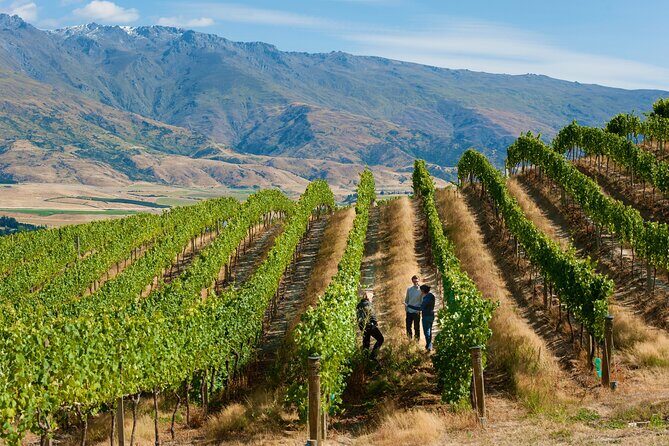 Private Queenstown Wine Tour All-Inclusive Tour - An In-Depth Look at the Queenstown Wine Tour Experience