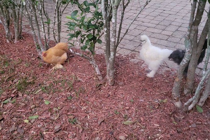 Private Rabbit and Chicken Petting Experience in Navarre - The Experience in Context