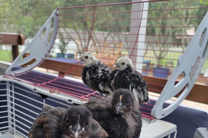 Private Rabbit and Chicken Petting Experience in Navarre - Who Will Love This?