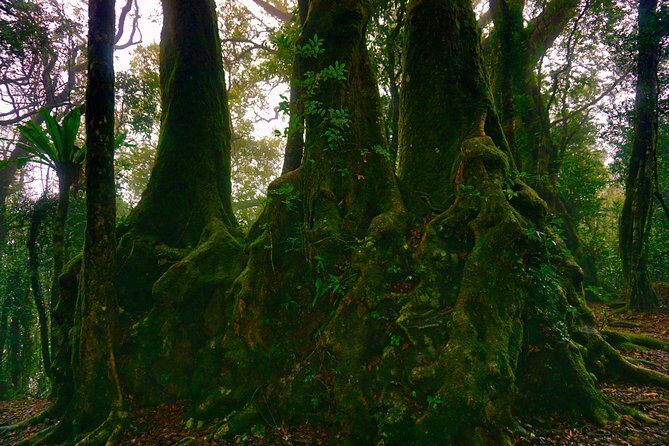 Private Rainforest & Wildlife Tour - Build Your Own Experience - Key Points