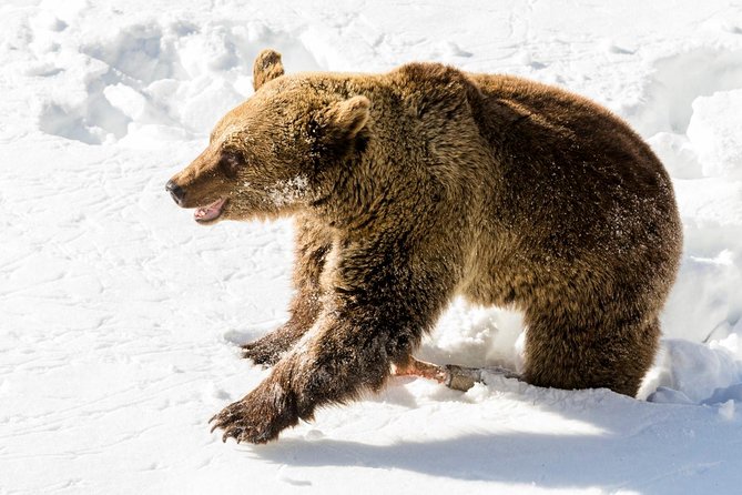 Private Ranua Zoo tour - Practical Tips for Your Visit