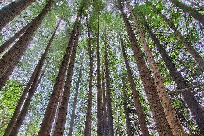 Private Redwood Forest Hiking Tour - The Verdict: Is It Worth It?