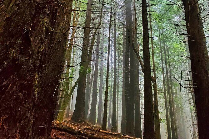 Private Redwood Forest Hiking Tour - The Sum Up