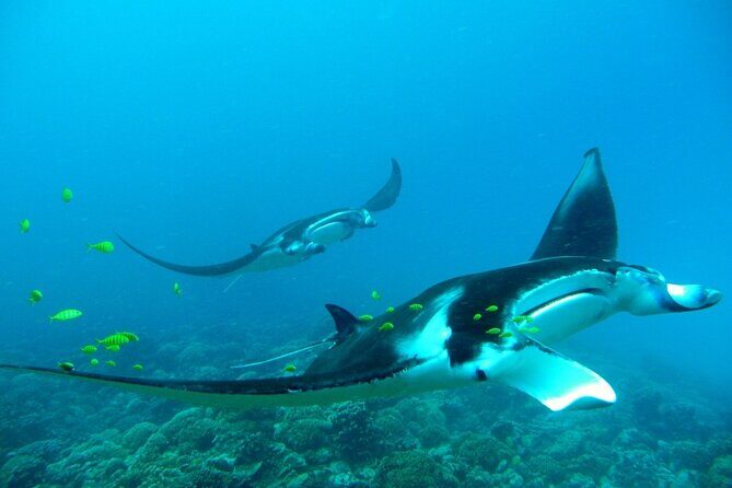Private Reef Discovery Luxury Dream Day Tour in Bora Bora - Exploring the Itinerary: What You’ll Experience