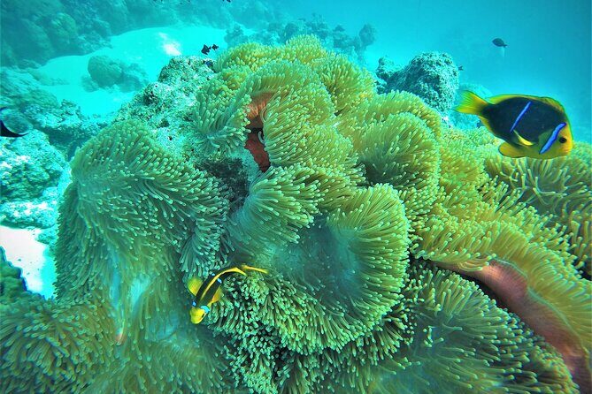 Private Reef Discovery Luxury Dream Day Tour in Bora Bora - Practical Details and Tips