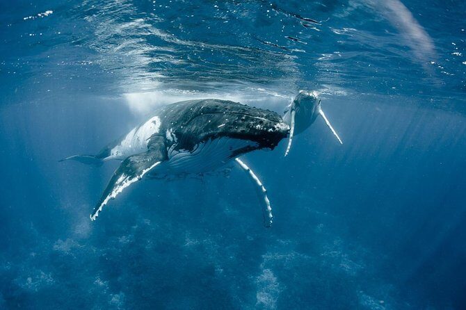 Private Reef Discovery Luxury Dream Day Tour in Bora Bora - Who Should Consider This Tour?