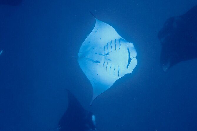 Private Reef Discovery Luxury Motu Lunch Cruise in Bora Bora - What Makes This Tour Stand Out?